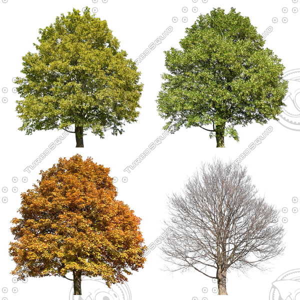 Texture Photoshop Maple acer seasons