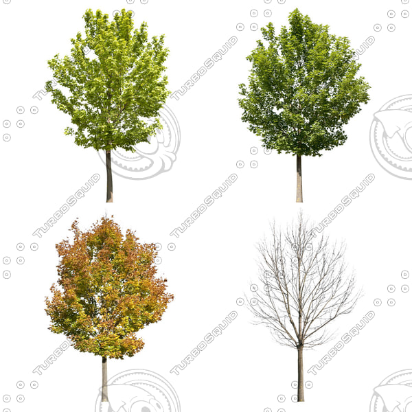 Texture Photoshop Maple acer seasons