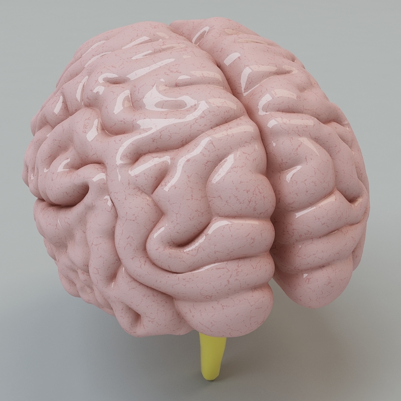 3d human brain model