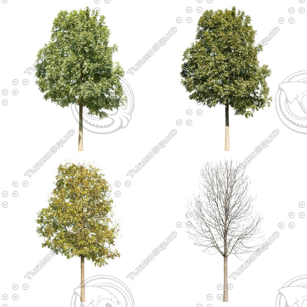 Texture Photoshop ash seasons tree