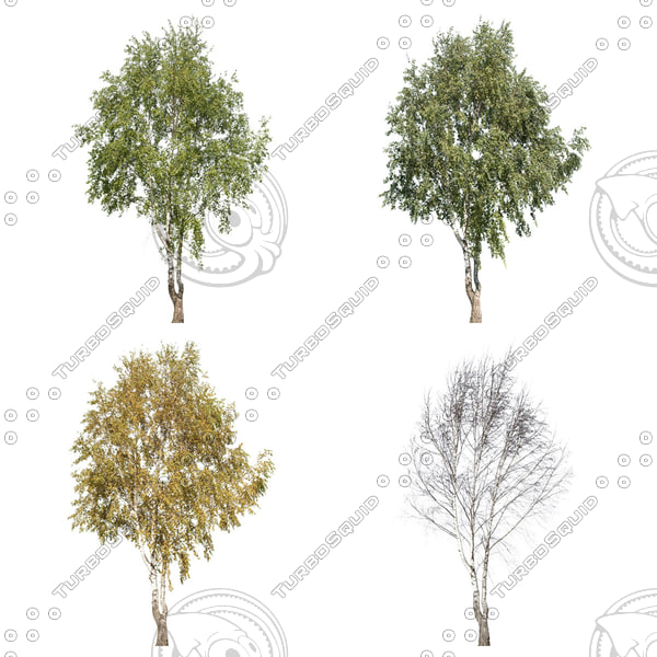 Texture Photoshop Betula birch seasons