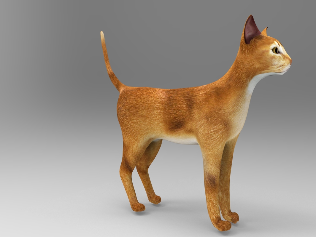 cats feline 3d model