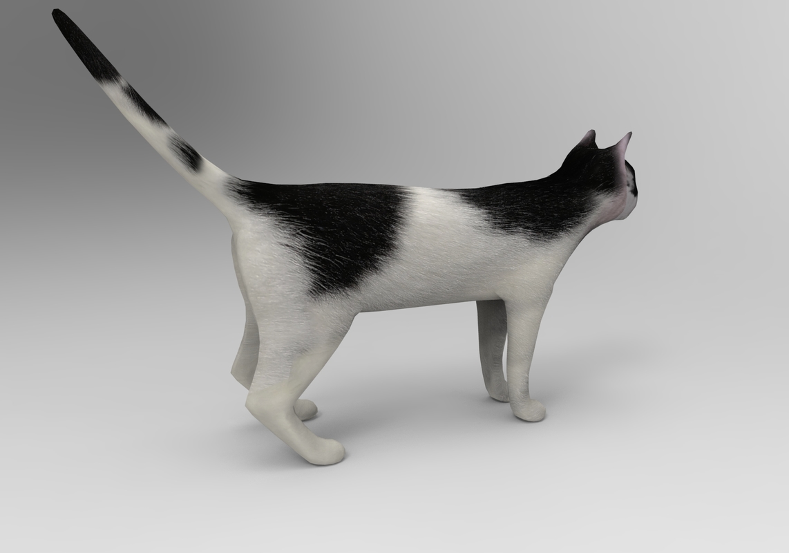 modèle 3D de modèle de chat - TurboSquid 1115336