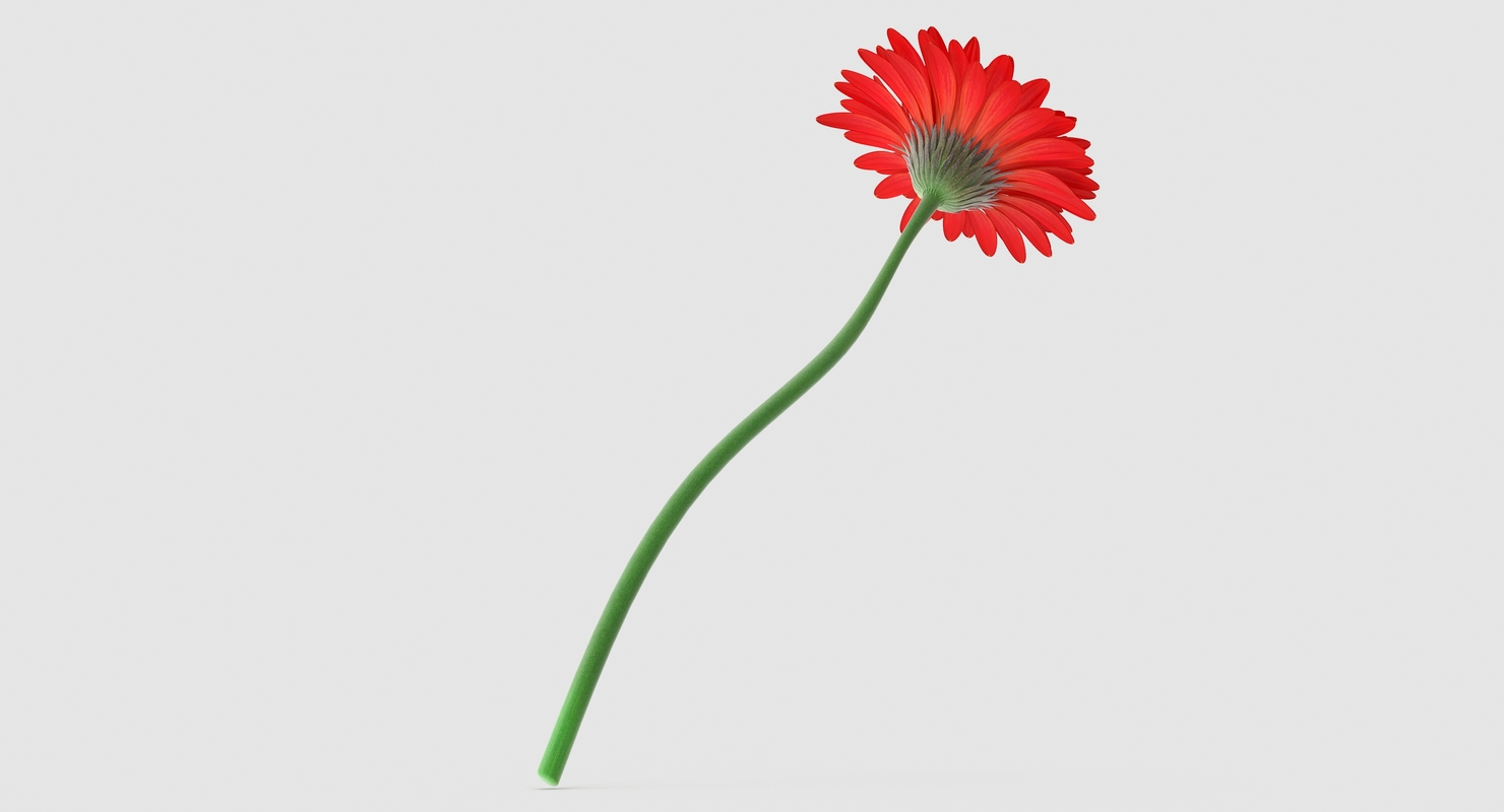 gerbera petal 3d model