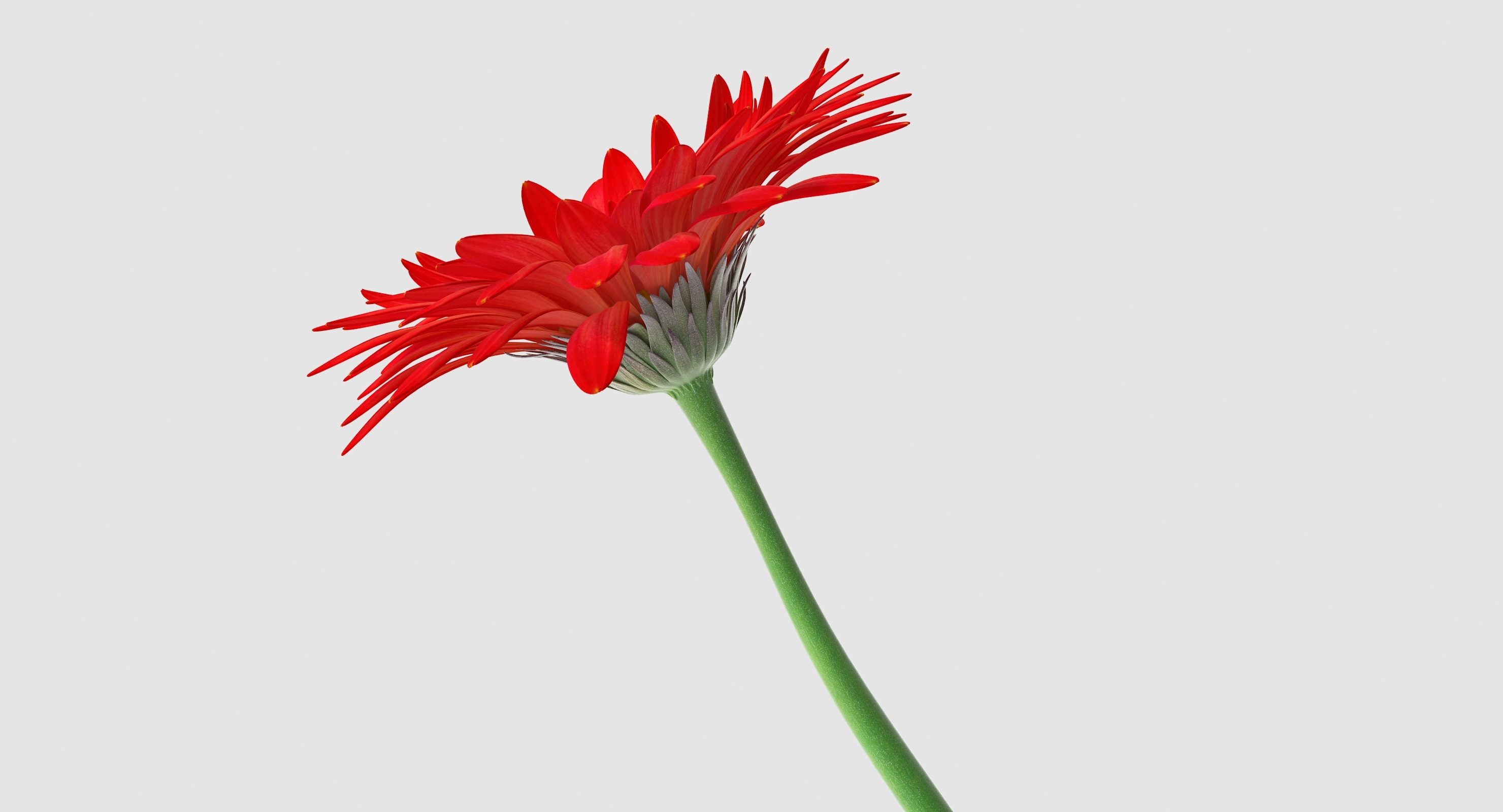 gerbera petal 3d model