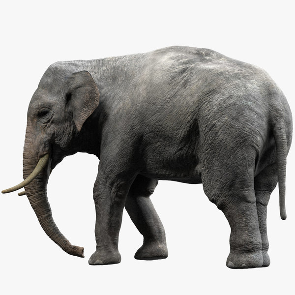 Free 3D Elephant Models | TurboSquid