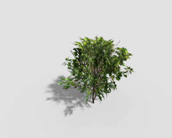 Bush Blender Models for Download | TurboSquid