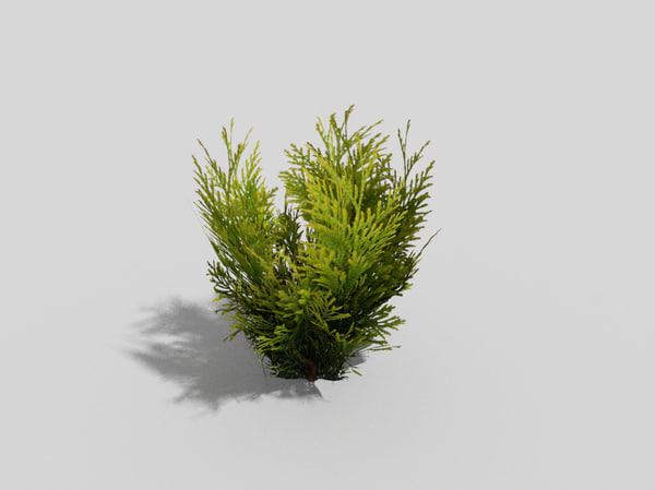 Bush Blender Models for Download | TurboSquid