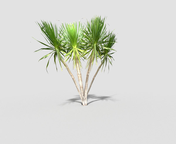 Palm Tree Blender Models for Download | TurboSquid