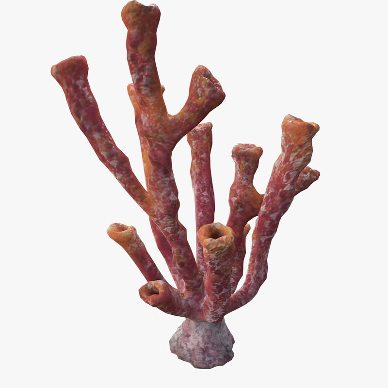 coral tube 3d model