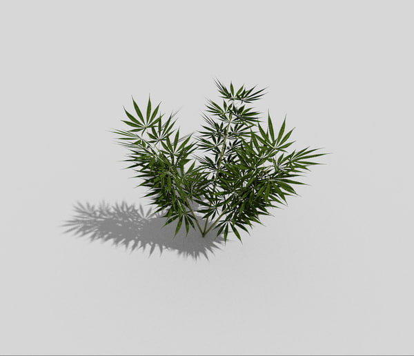 Marijuana 3D Models for Download | TurboSquid