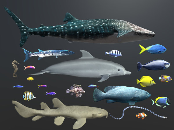 animals coral reef fish 3d x