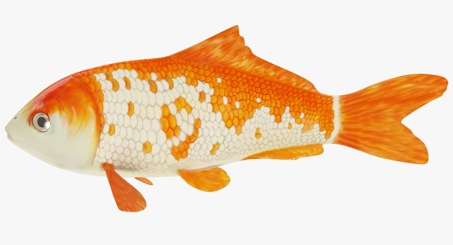 3d koi carp model