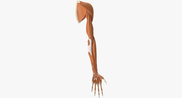 human arm 3d model