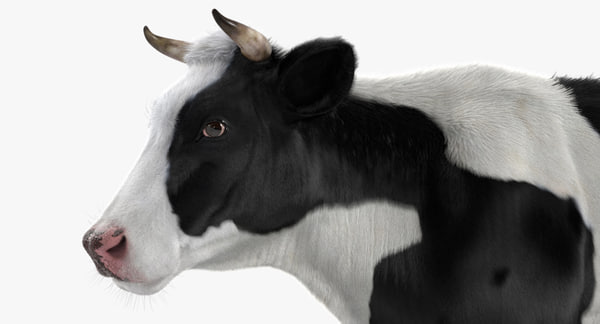 3d cow realistic model