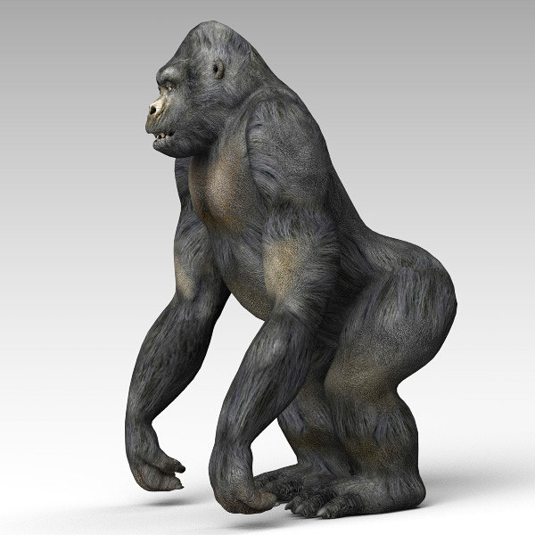 3d gorilla model