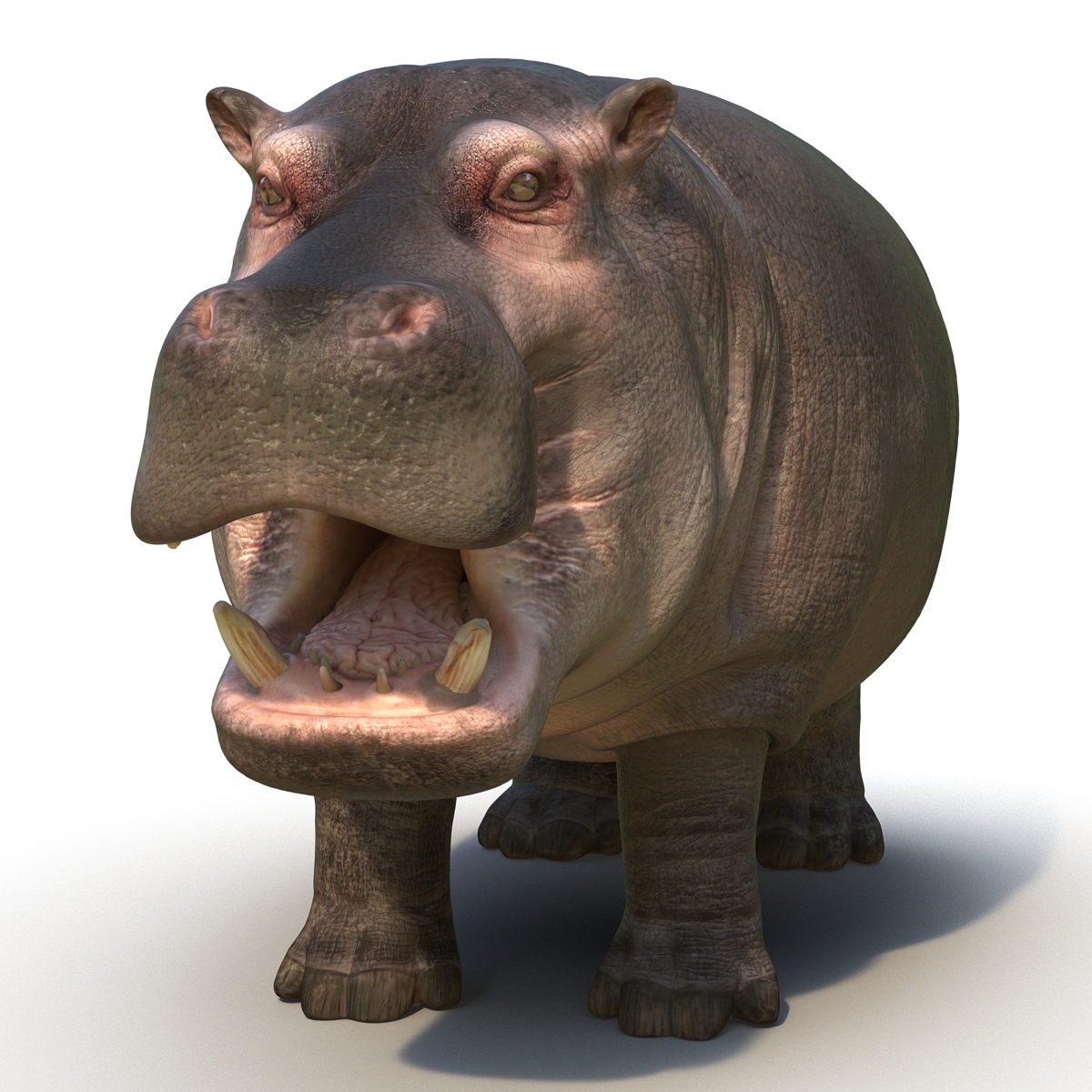 3d Hippopotamus Rigged