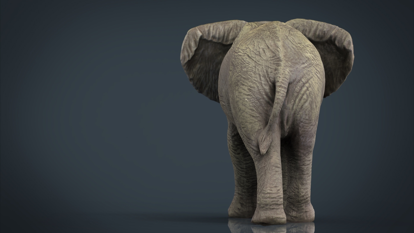 african elephant obj