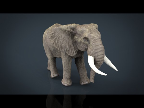 african elephant obj