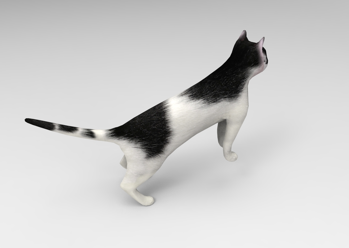 3d cat rigged