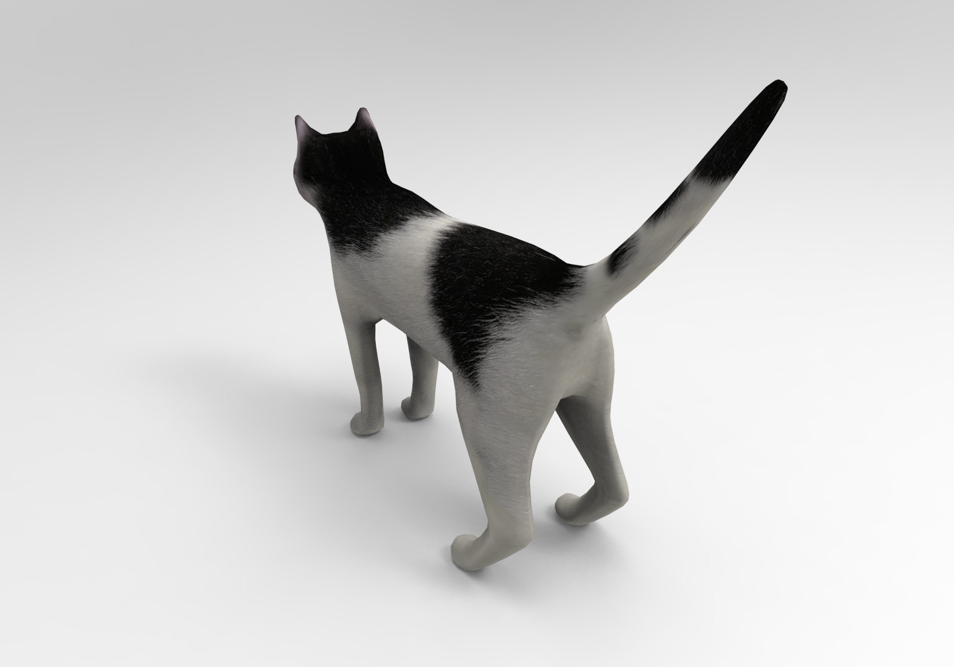 3d cat rigged