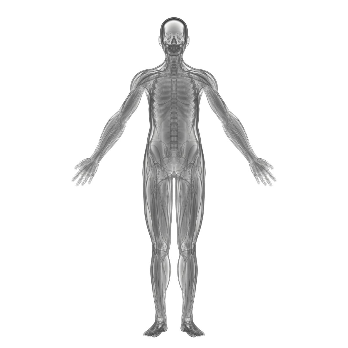 free human simulation 3d model