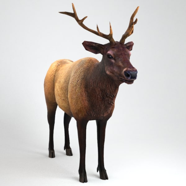 3d male elk model