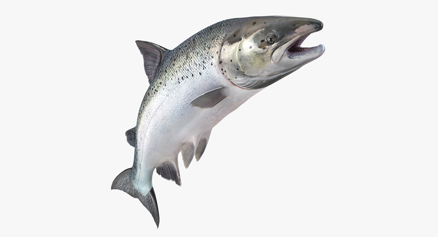 3d atlantic salmon fish attacks model