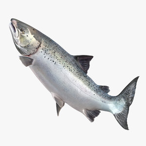 3d atlantic salmon fish swimming model