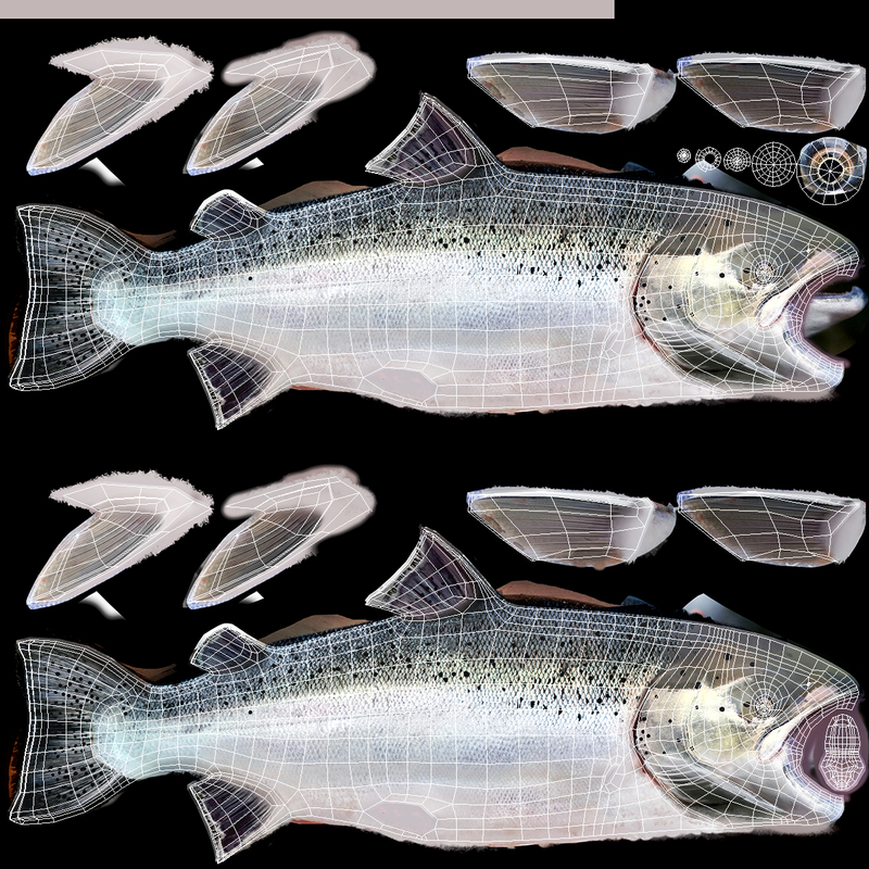 3d atlantic salmon fish swimming model