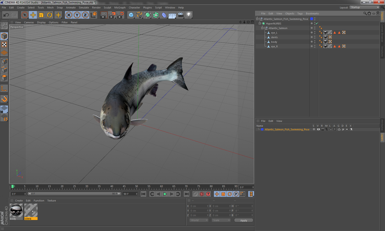 3d atlantic salmon fish swimming model
