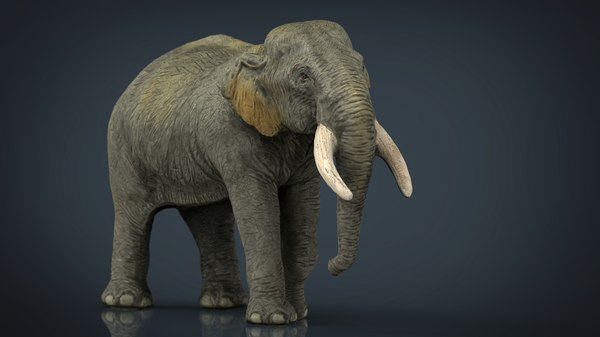 african elephant obj