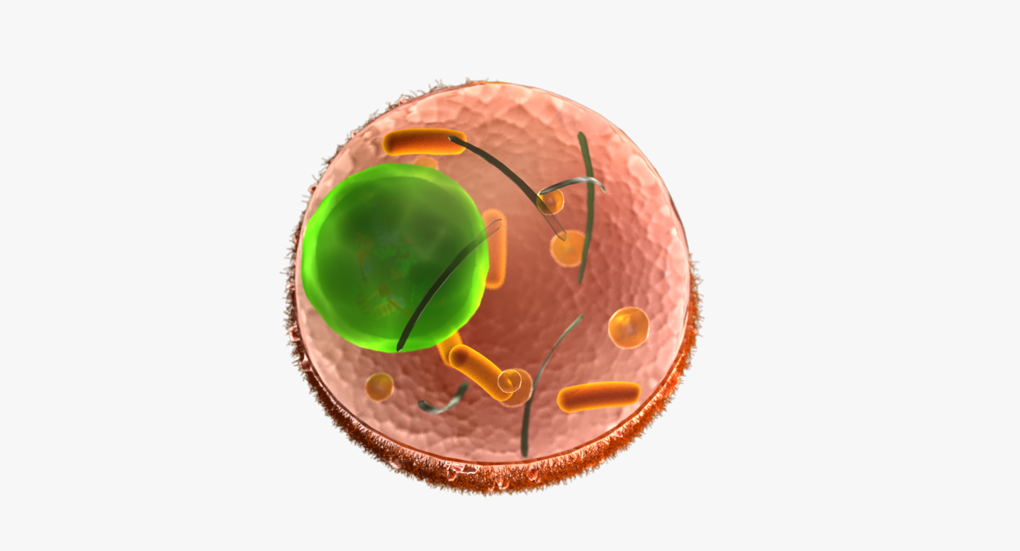 3d female ovary model