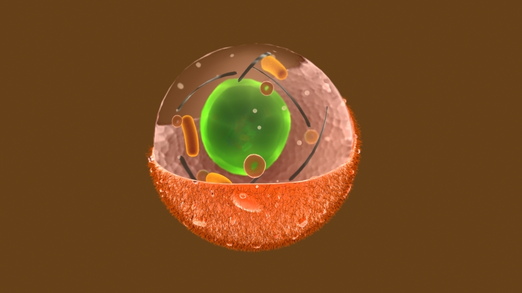 3d female ovary model