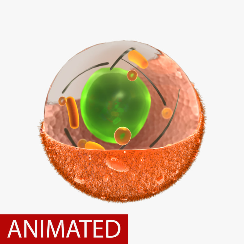 3d female ovary model