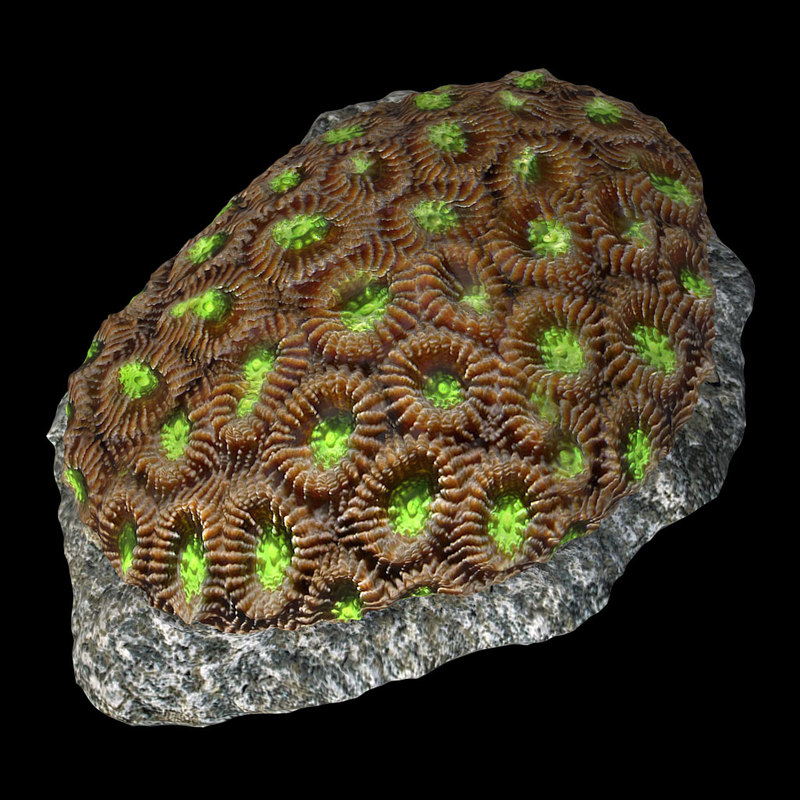 3d model coral honeycomb