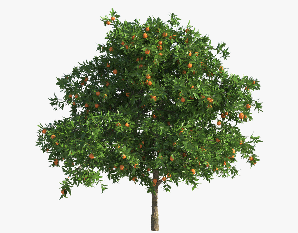 orange tree 3d model