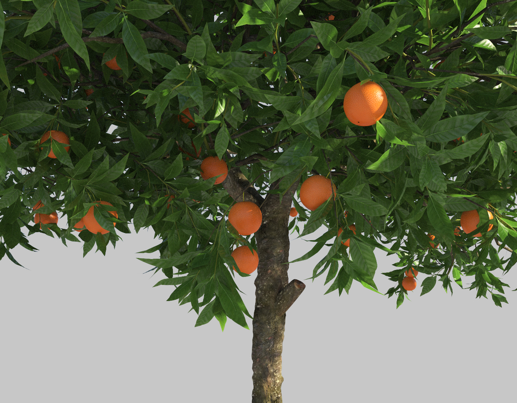 orange tree 3d model