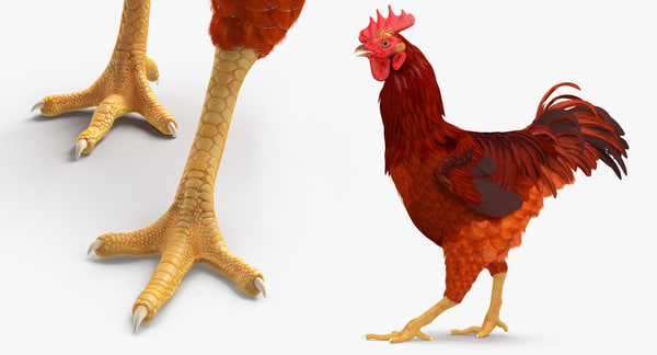 3d model brown hen rigged