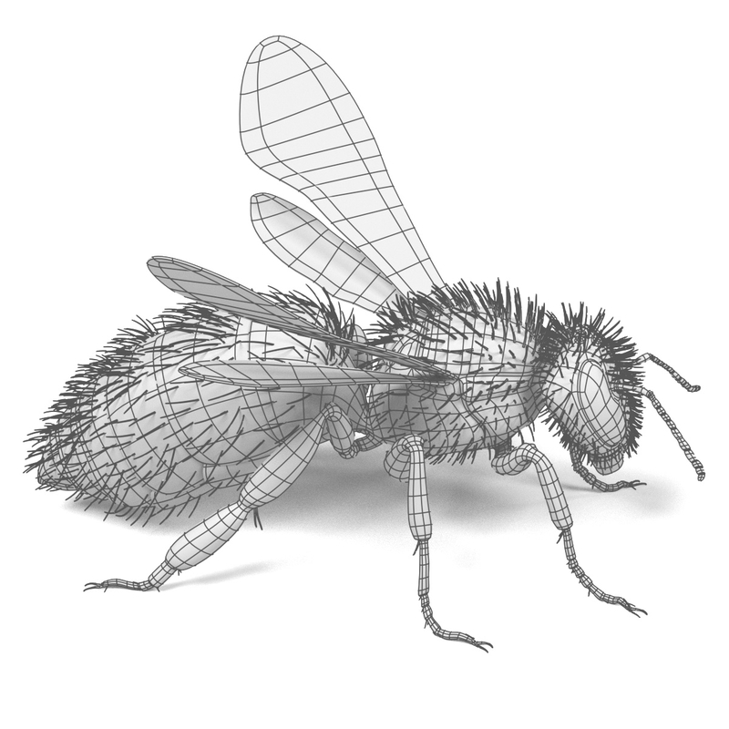 3d common bee