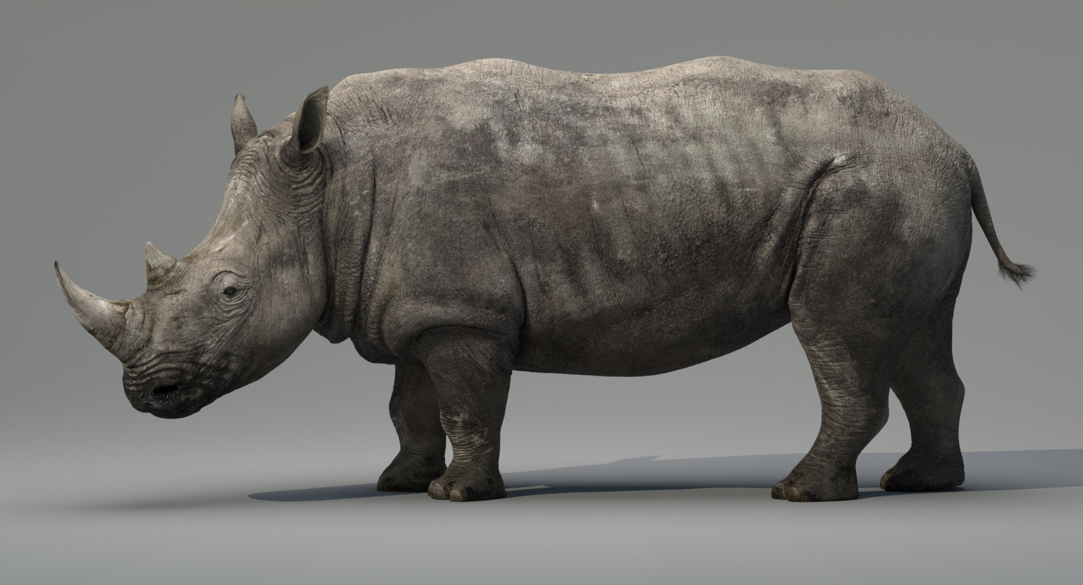 3d model rhino rigged