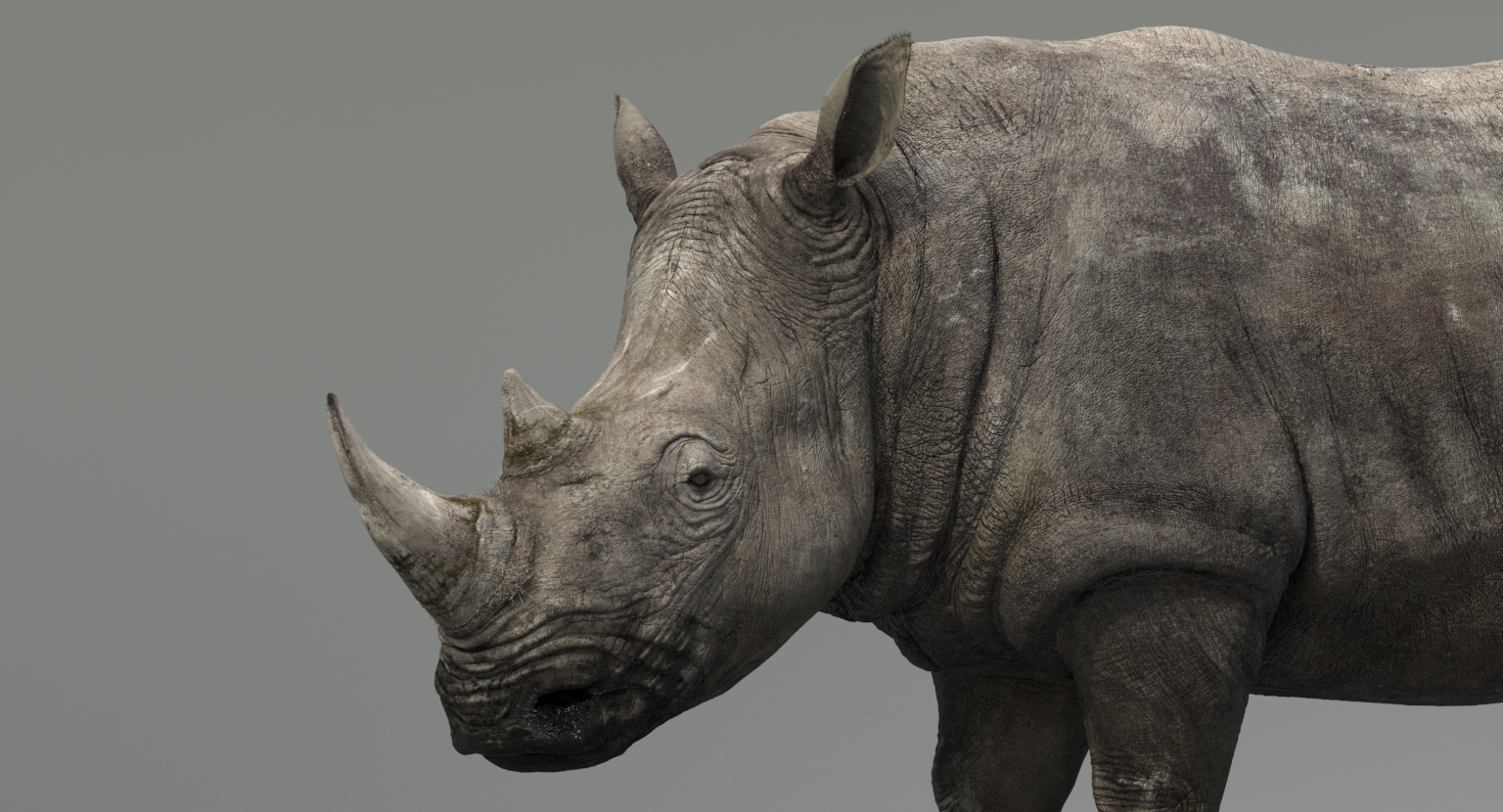 3d model rhino rigged