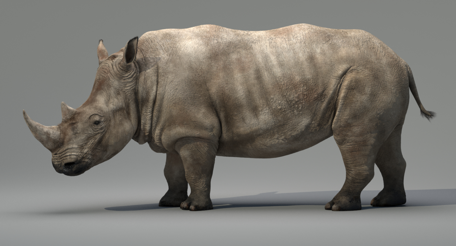3d model rhino rigged