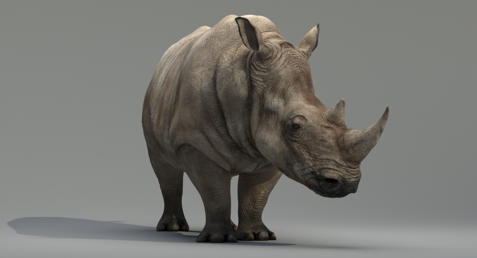 3d model rhino rigged