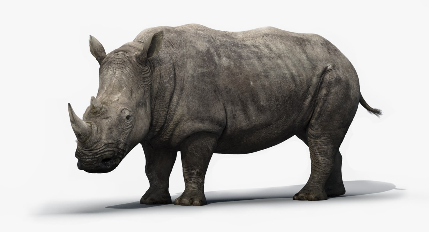 3d Model Rhino Rigged