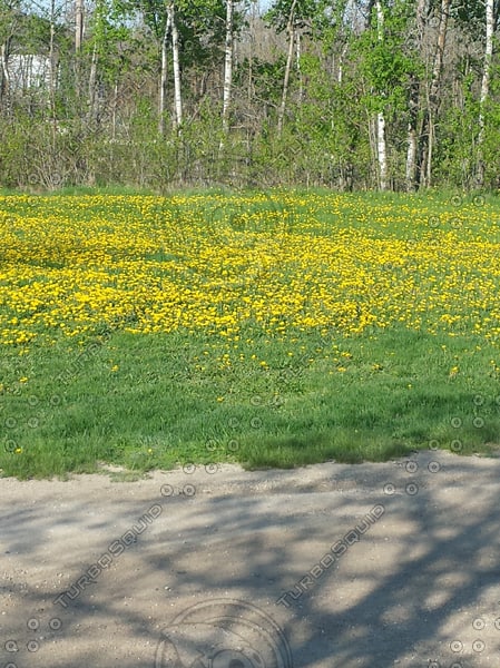 Stock JPEG Beautiful yellow landscape