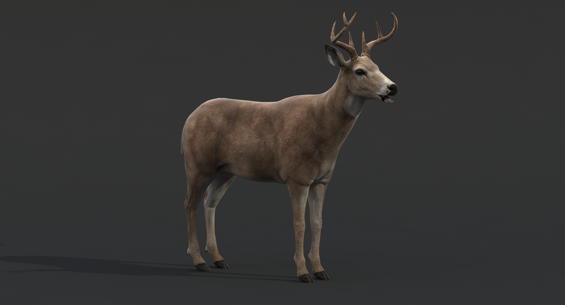 deer 3d model