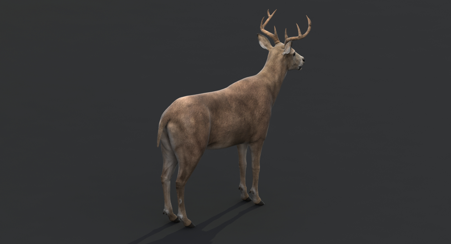 deer 3d model