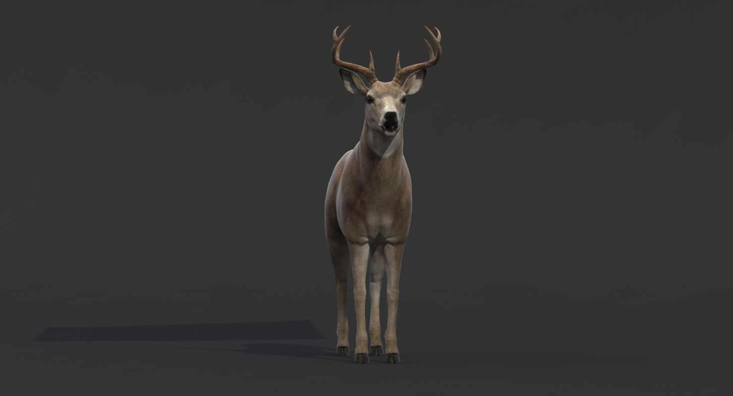 deer 3d model