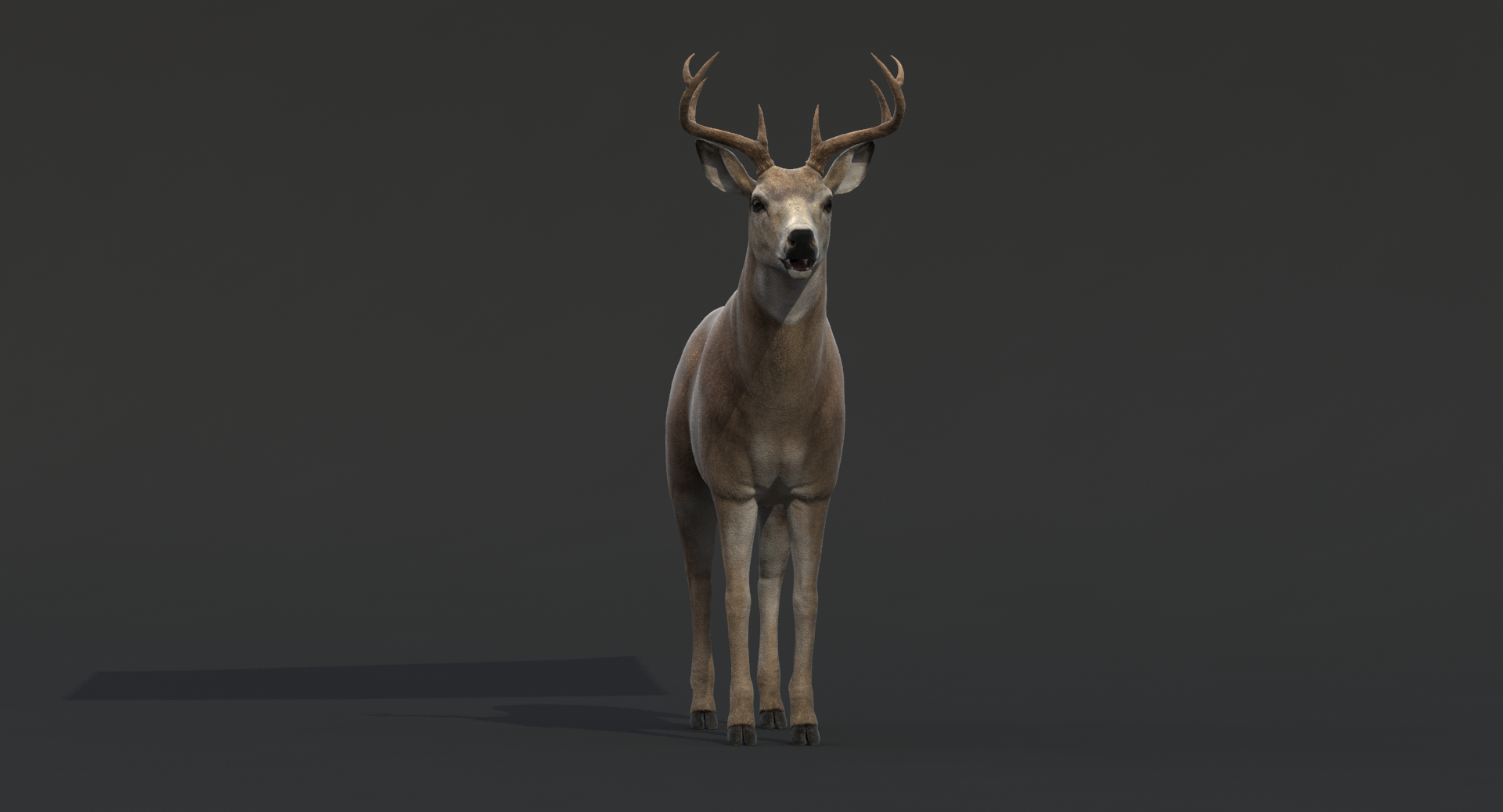 deer 3d model